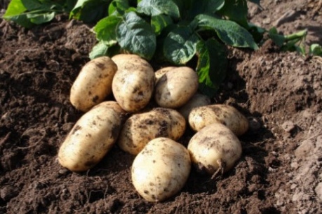 Maincrop Seed Potatoes, everything from Cara's to Valor's